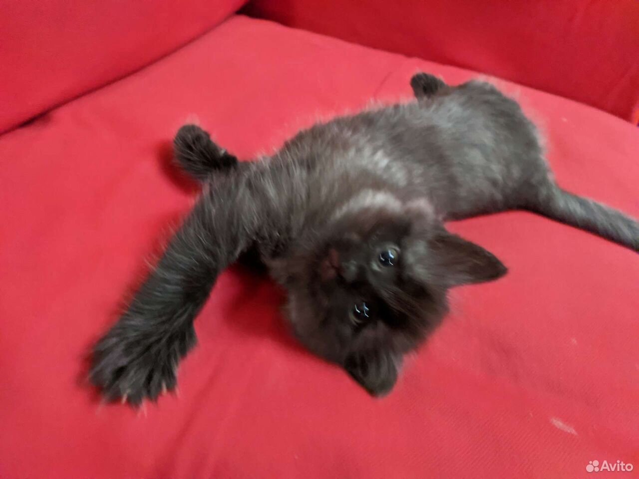 Котёнок (мальчик), кот, бархатный цвет