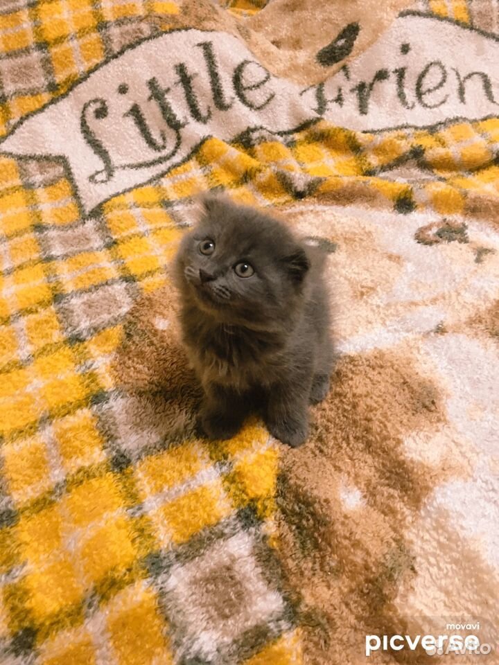 Шотландские котята
