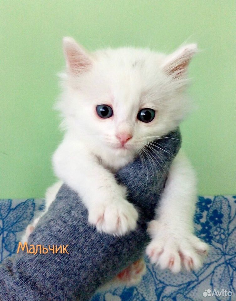 Шесть сладких кото-колобочков ищут дом