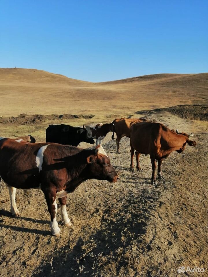 Продаю коров