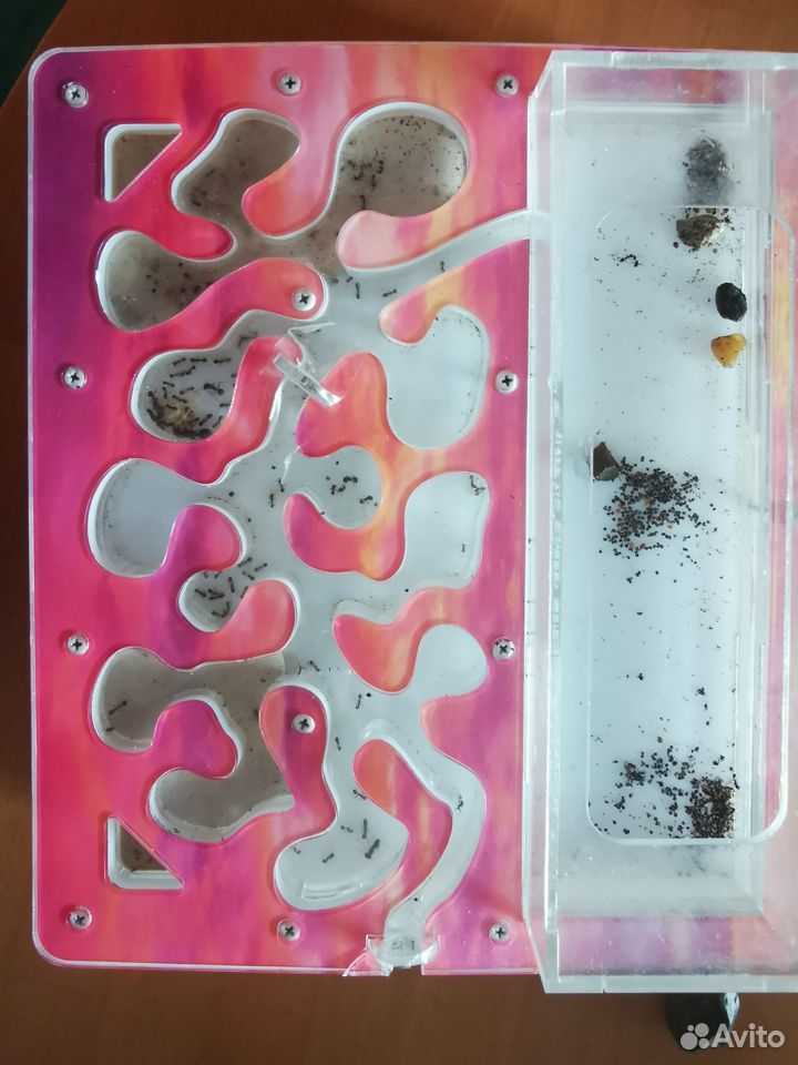 Муравьиная ферма