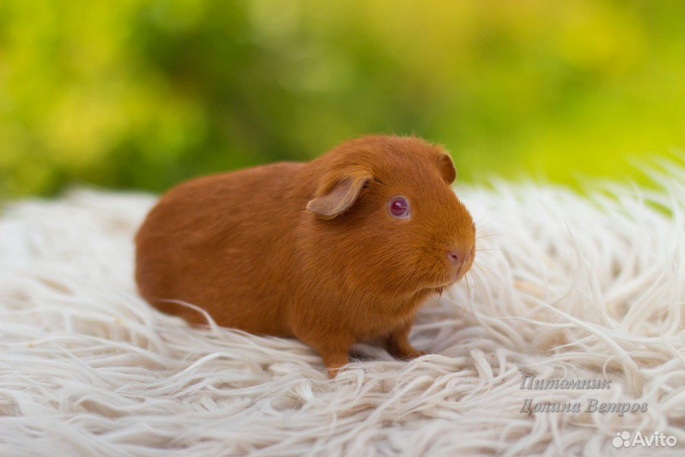 Морская свинка золотого окраса, девочка