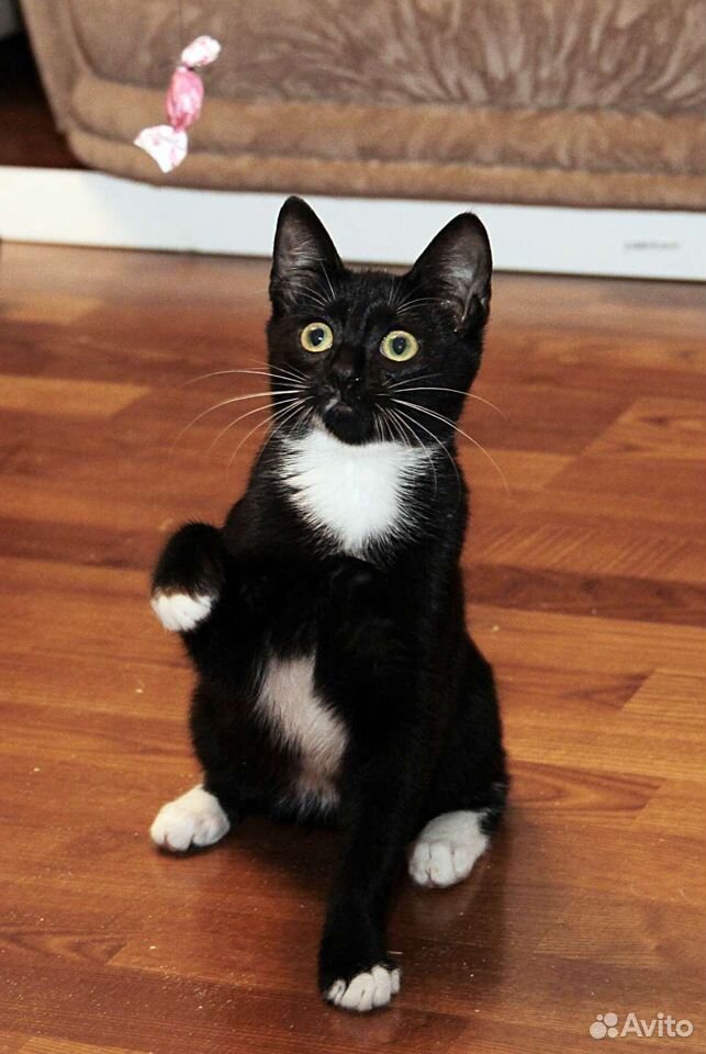 Котенок Шопен 3 мес