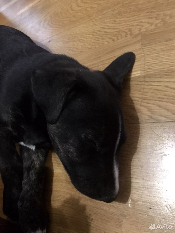 Собака(Отдам бесплатно)