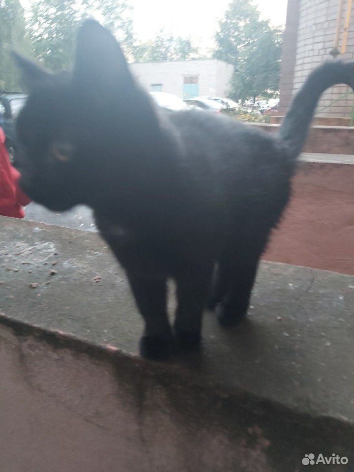 Котенок черная пантера