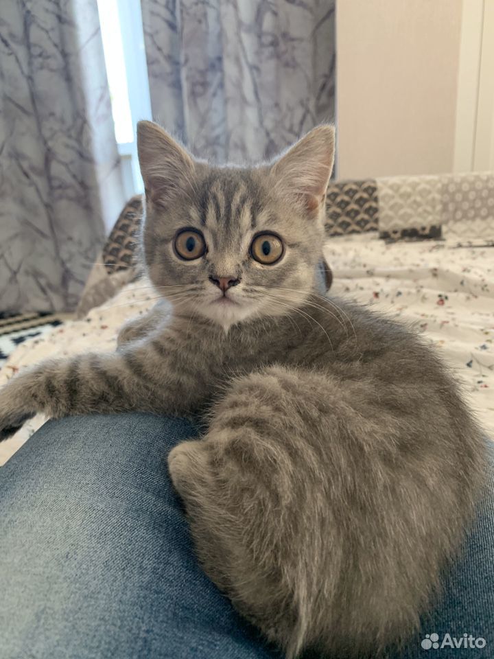 Котёнок (шотландский кот)
