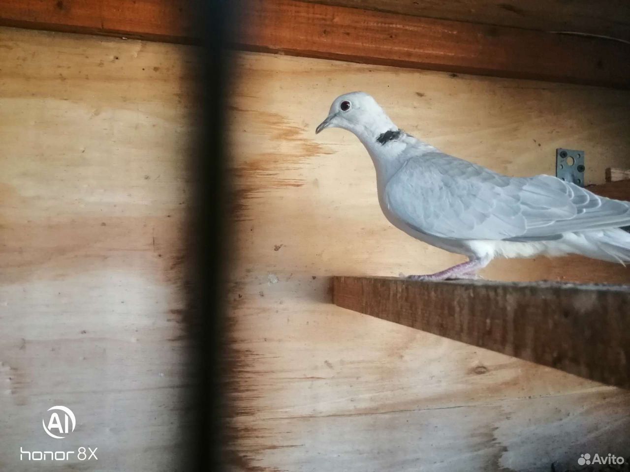 Горлицы Брильянтовые и Смеющиеся