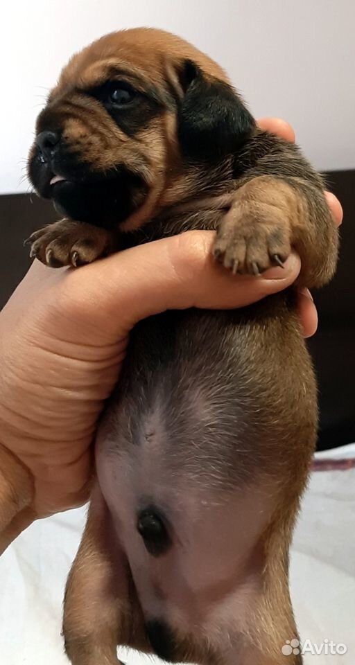 Мопс