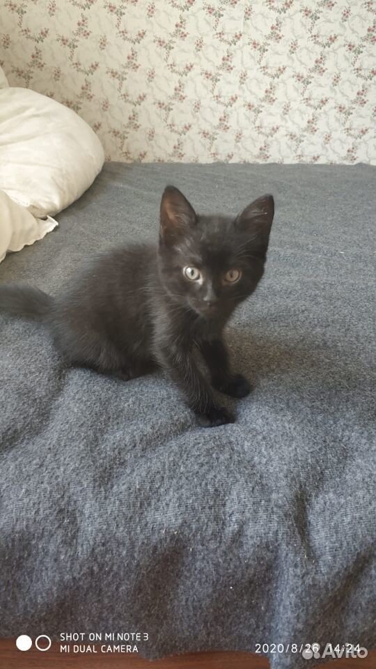 Котёнок
