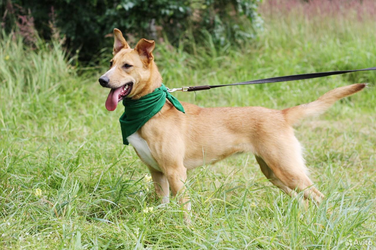 Собаку Сандру хотят вернуть в приют изза аллергии