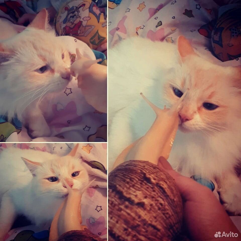 Отдам улитку