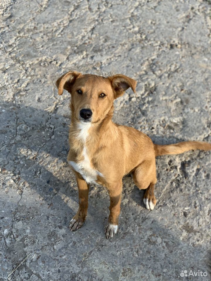 Оленёнок Бемби щенок в добрые руки