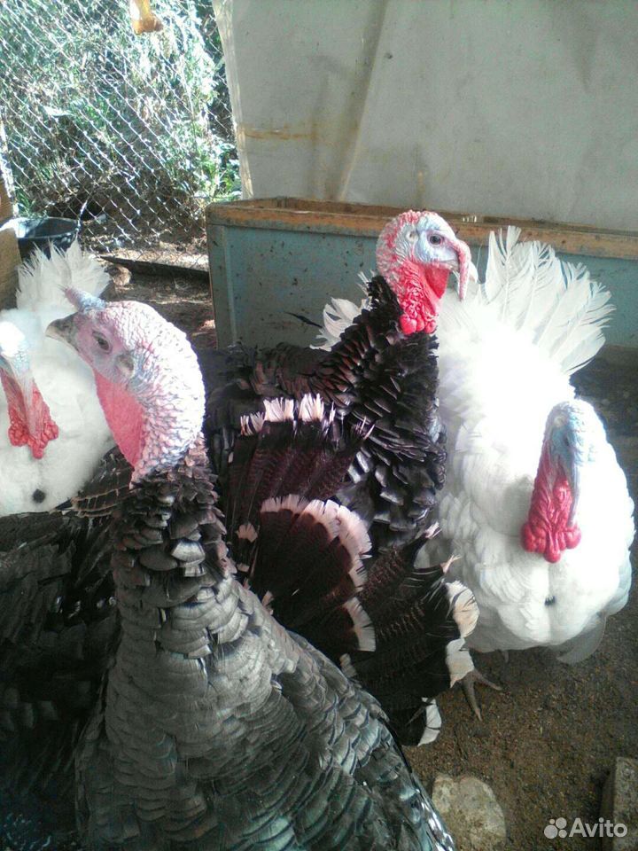 Индюшки на племя
