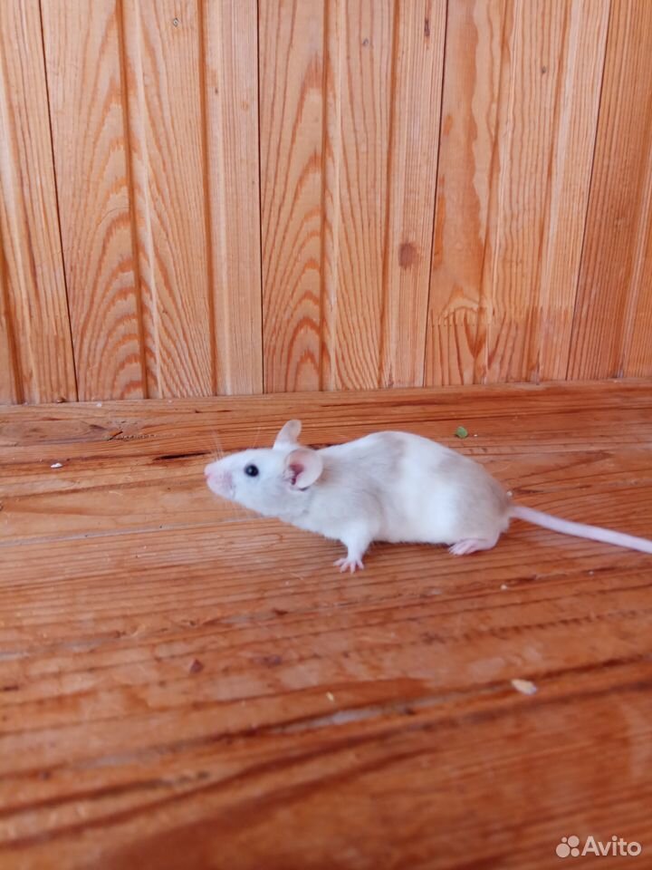 Мышь ручная