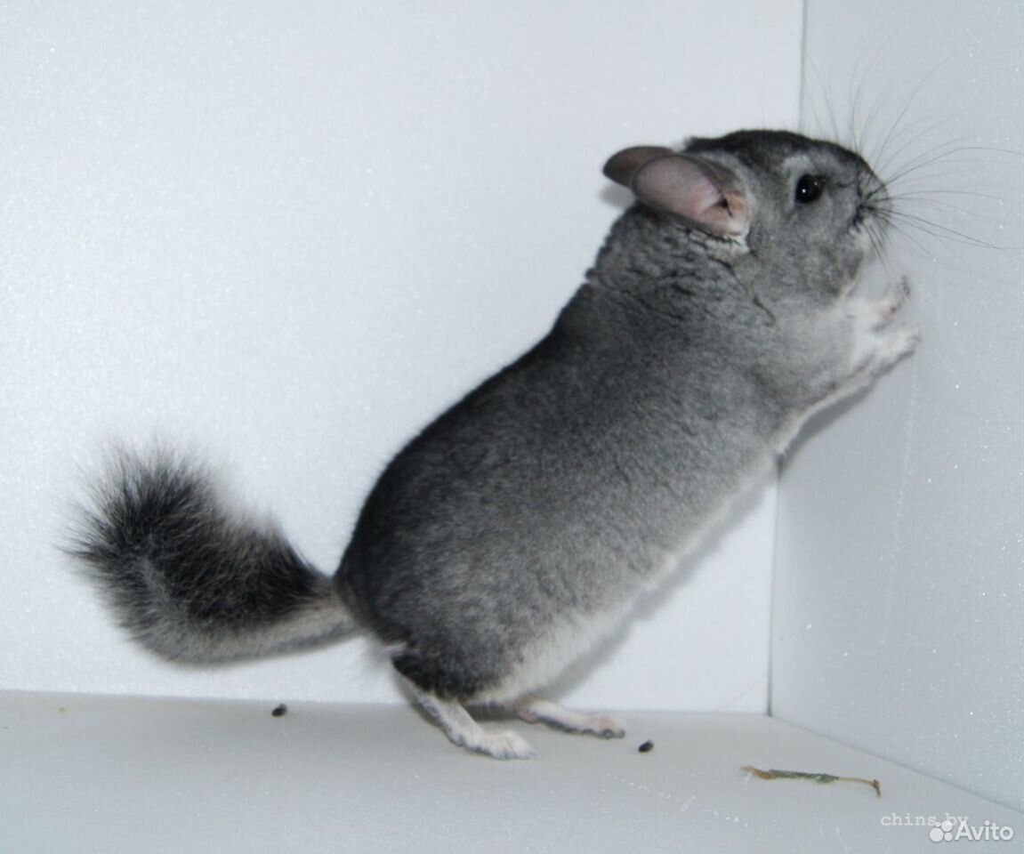 Шиншиллята разных окрасов