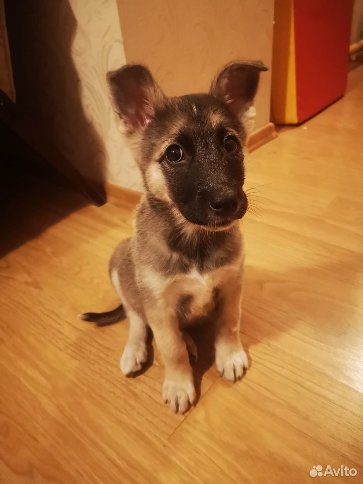 Щенок