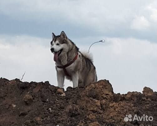 Аляскинский маламут (сука)