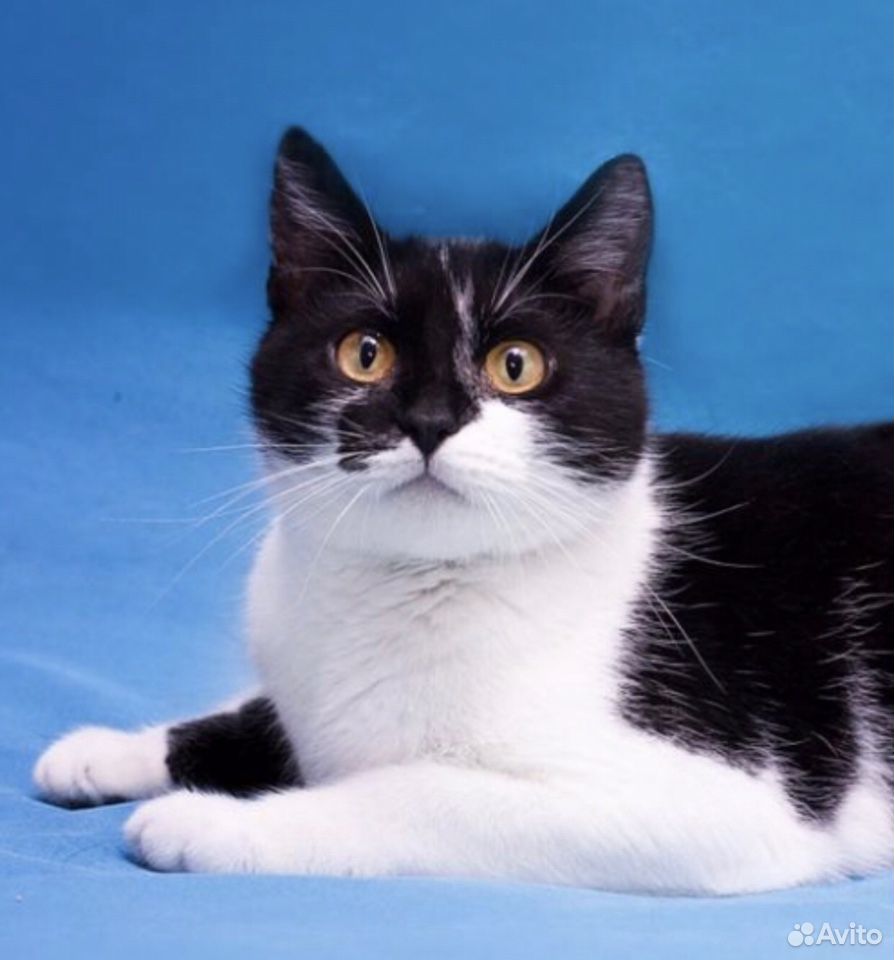 Ласковая кошка компаньон Милка в добрые руки