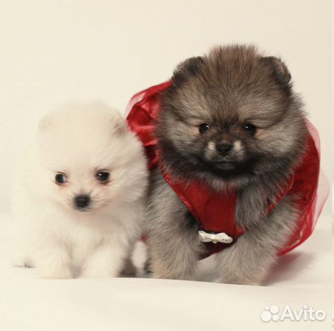 Шпиц мини и малый