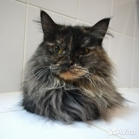 Ласковая кошечка Варежка ищет дом