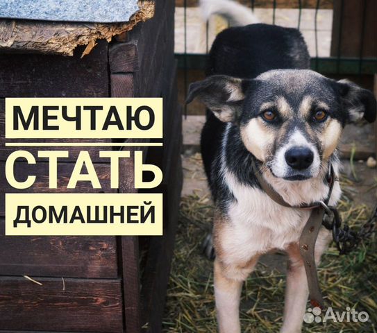 Фредди в добрые руки