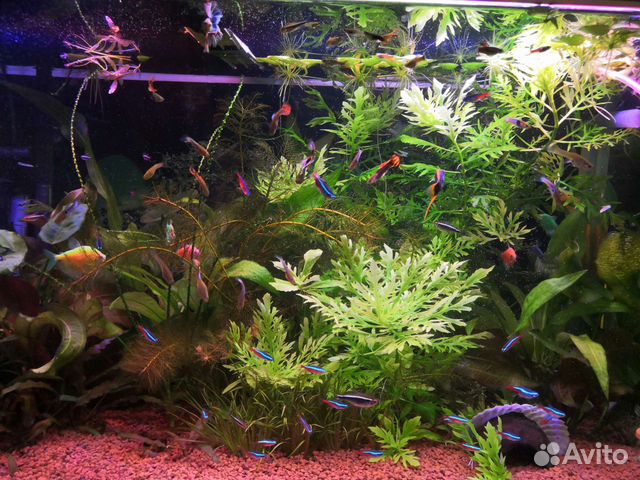 Аквариумные растения. Папоротник индийский