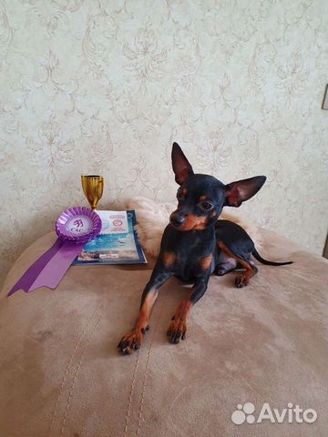 Пражский крысарик вязка