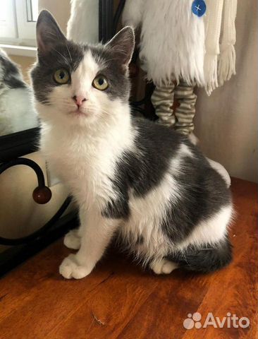 Ласковый котенок Милош ищет дом