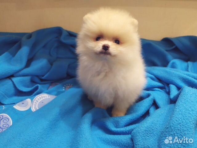 Кремовый мальчик шпица мини