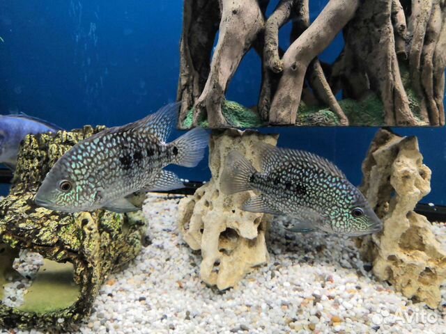 Цихлиды бриллиантовые