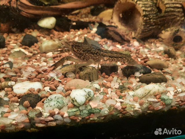 Мраморные раки