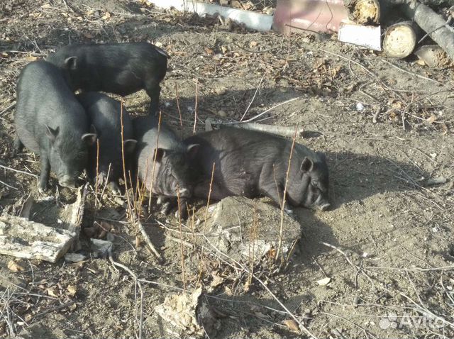 Вьетнамск вислобрюхий поросенок