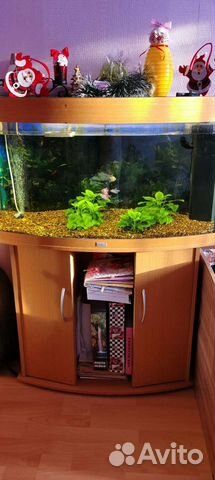 Аквариум Juwel 200 литров с тумбой