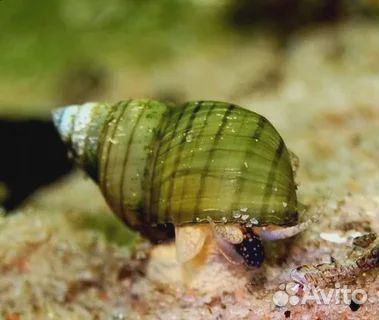 Улитка хелена зелёная торпеда