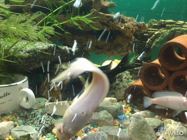 Рыба аквариумная