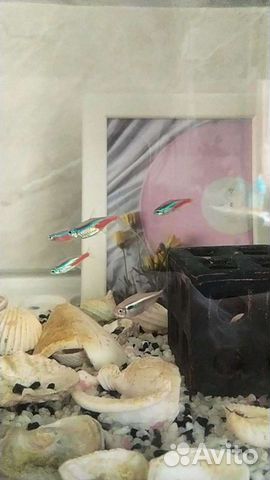 Аквариум с рыбами, фильтром, грунт, ракушки, decor