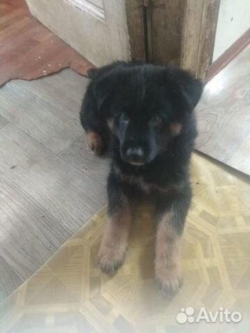 Щенки метисы 2 месяца