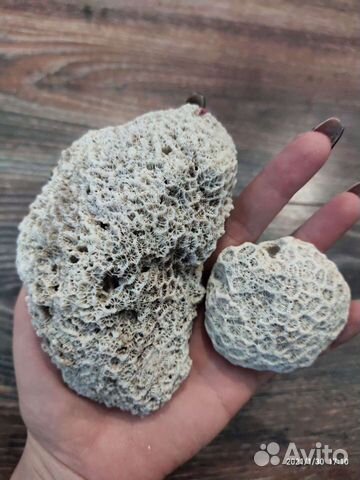 Натуральные кораллы