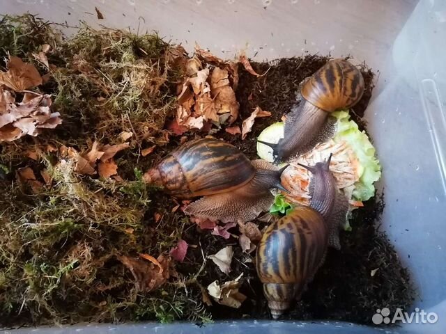 Разные виды улиток