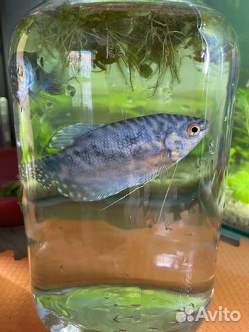 Отдам гурами