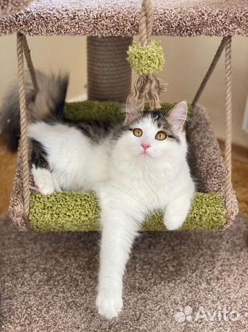 Котенок Кнопа, домашний приют
