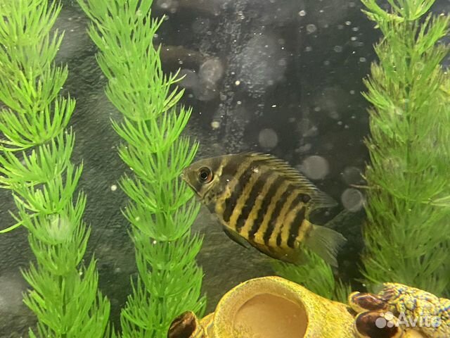 Цихлазома чернополосая