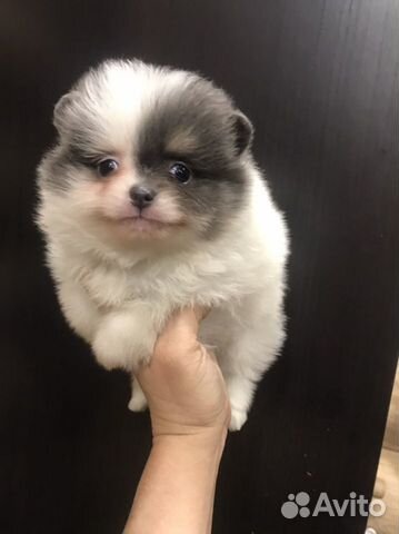 Померанский шпиц мини пати голубой триколор