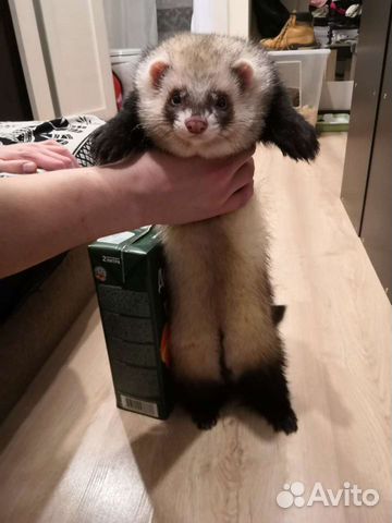 Ищу невесту для хорька