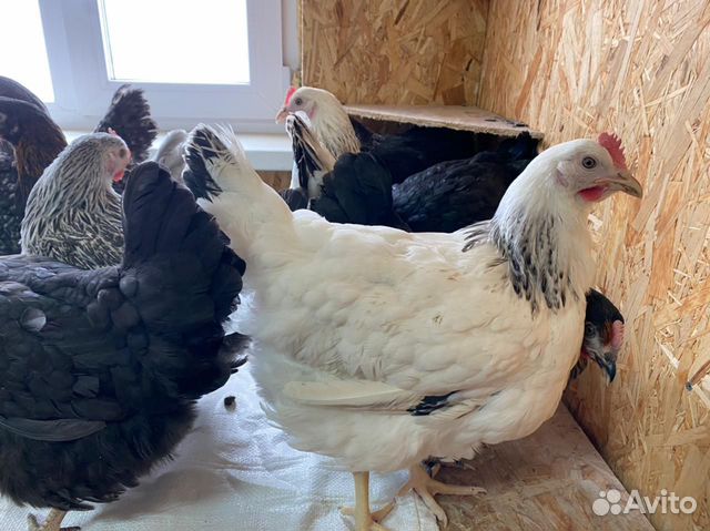 Куры Доставка Молодка