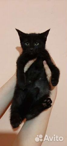 Кот