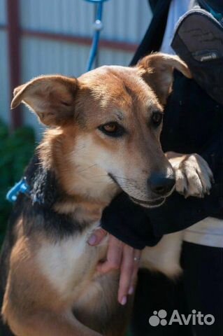 Собака лисичка ищет дом