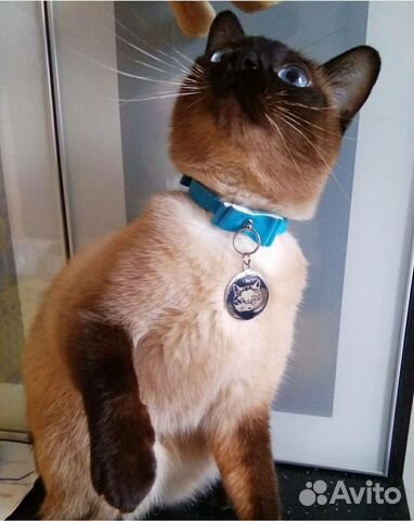 Котята-меконги ждут своих новых хозяев