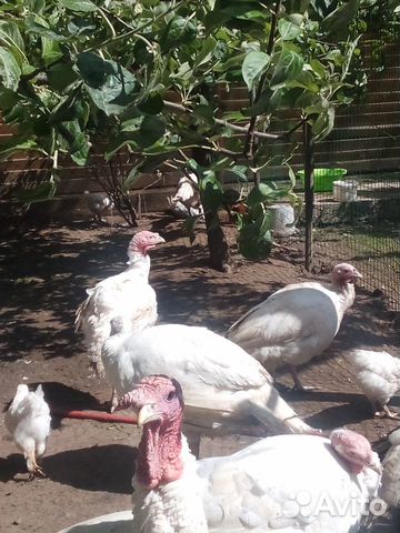 Индюшки(индейки) цыплята, яйца