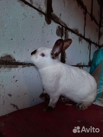 Кролики калифорнийцы